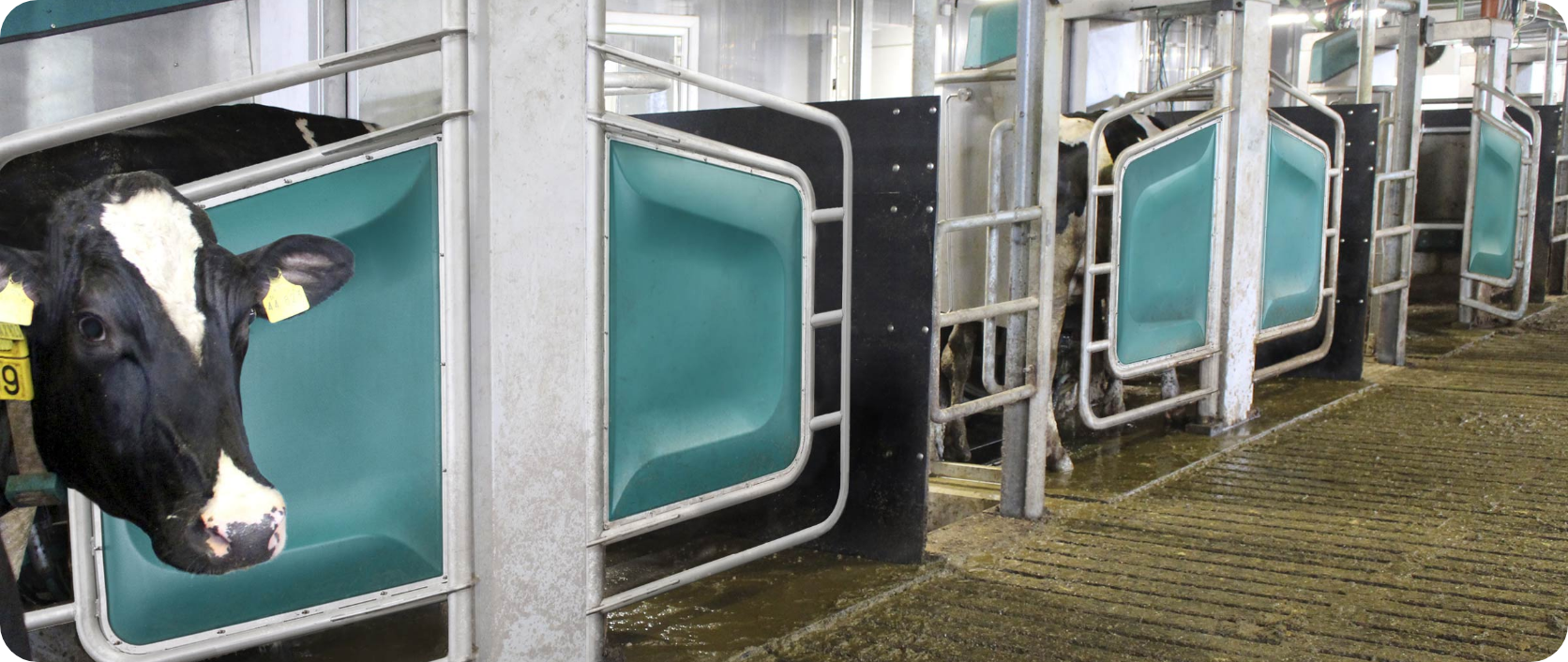 Automatic Calf Feeder